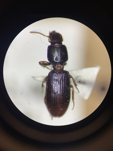 Subespecie Clivina fossor fossor · NaturaLista Colombia