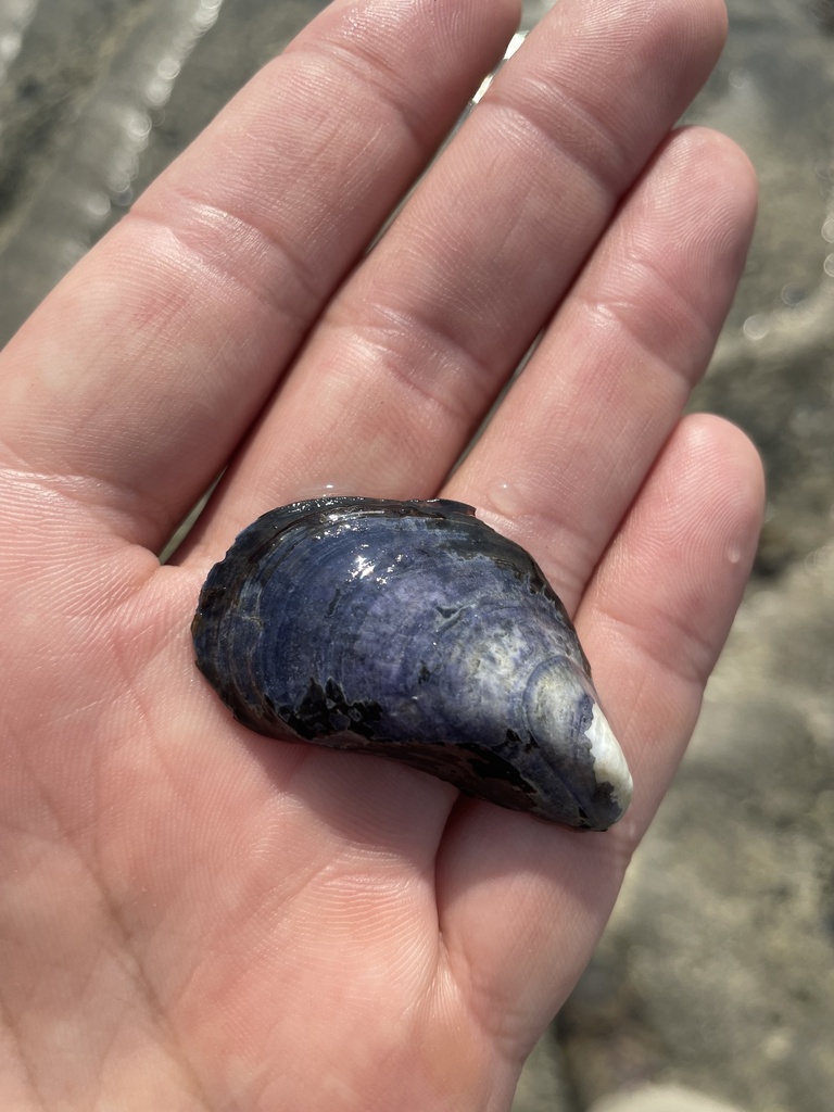 Blue Mussel from Skillings River, Bar Harbor, ME, US on September 25 ...