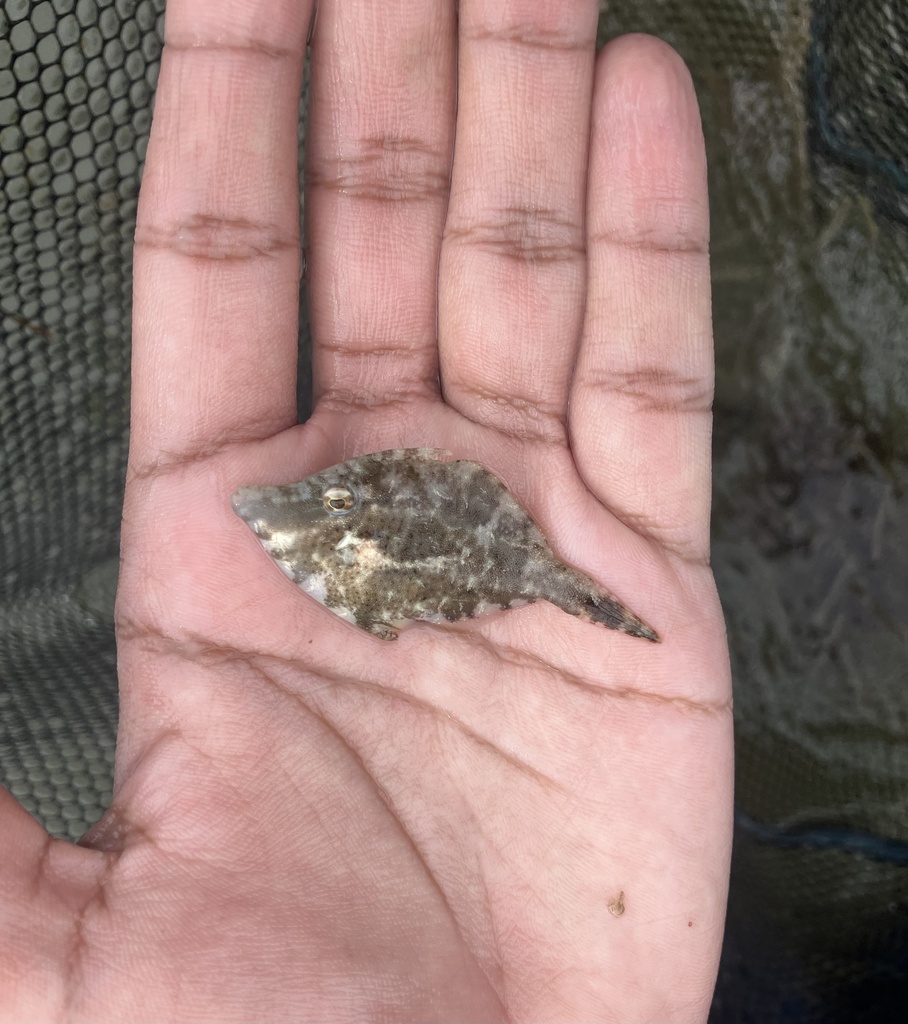 Fringed Filefish from Tampa Bay, Saint Petersburg, FL, US on September ...
