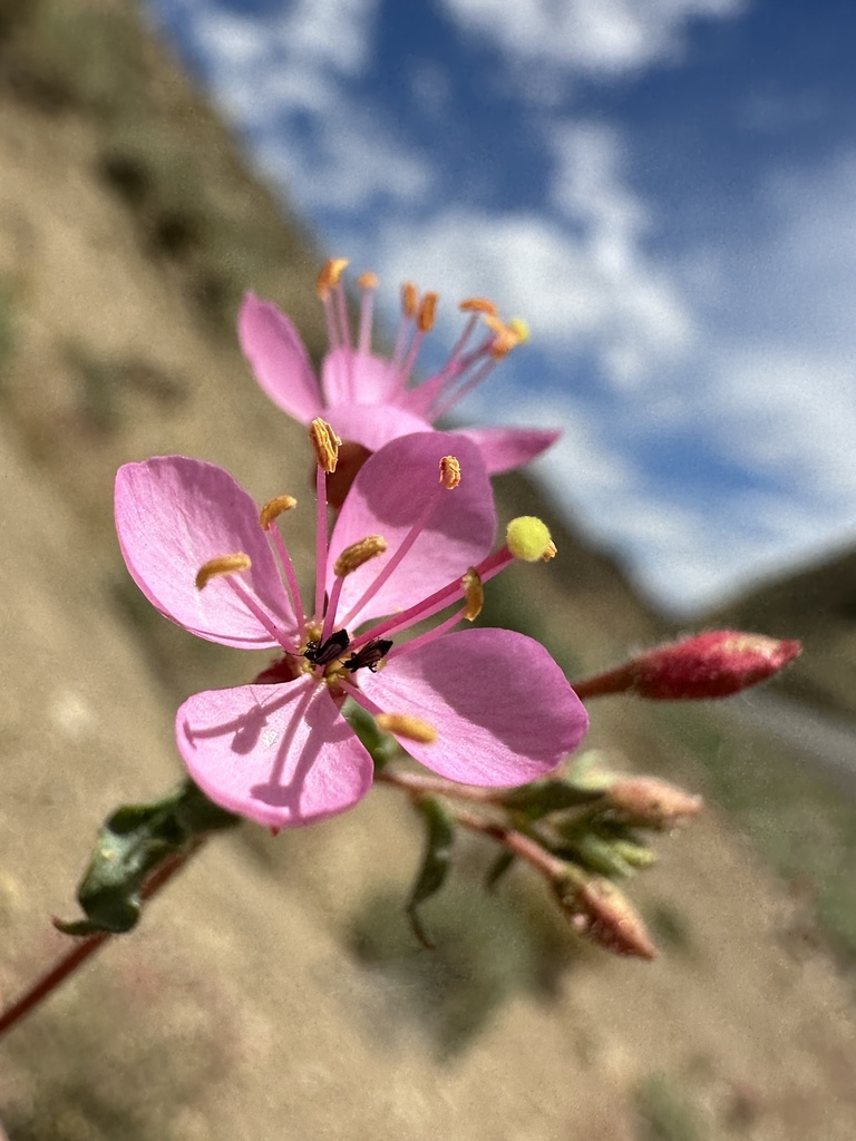 Booth's Evening Primrose from Churchill, Nevada, United States on ...
