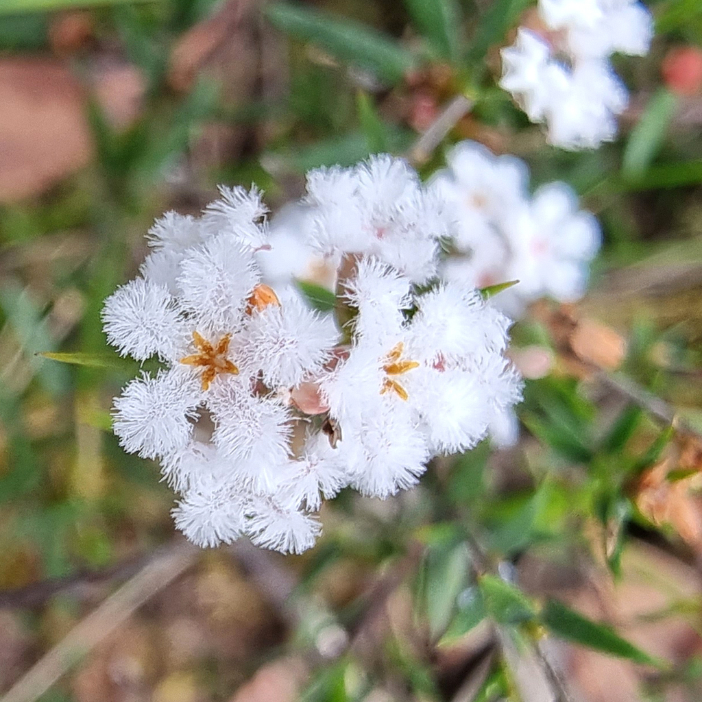 common beard-heath from Creswick VIC 3363, Australia on September 26 ...