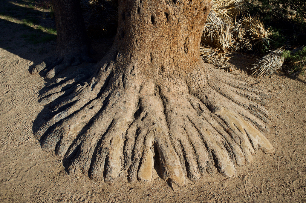 Western Joshua Tree from Riverside County, CA, USA on September 24 ...