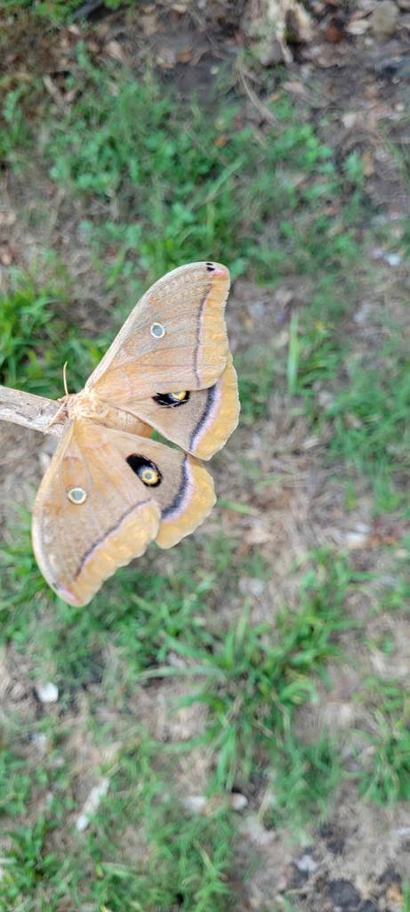 Polyphemus Moth from Baytown on September 26, 2023 at 06:10 PM by Kasey ...