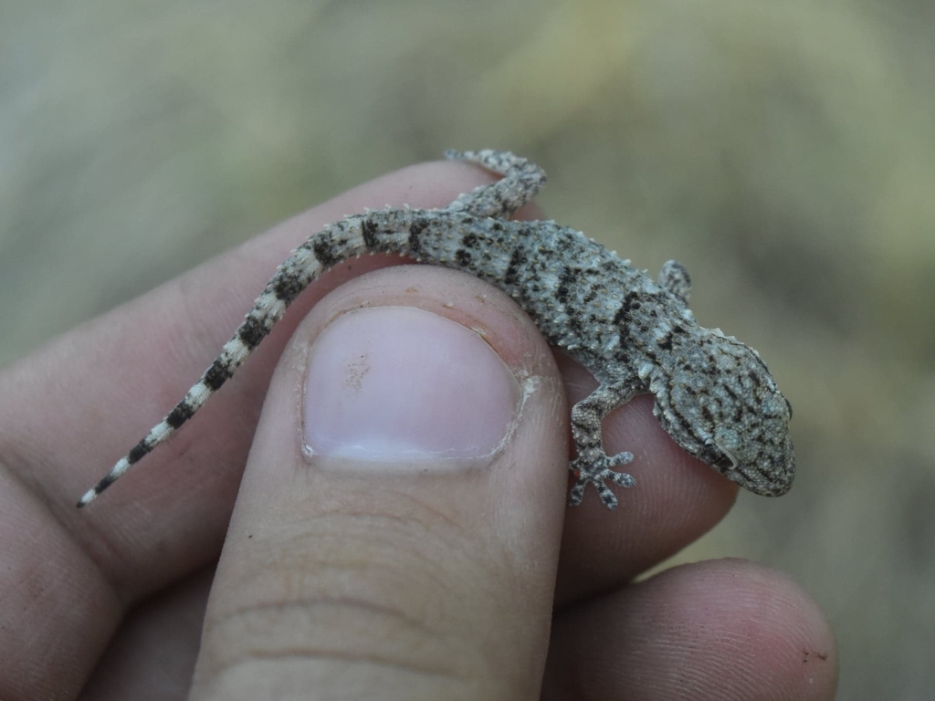 Moorish Gecko in September 2023 by Chris Bentley. My first time ever ...