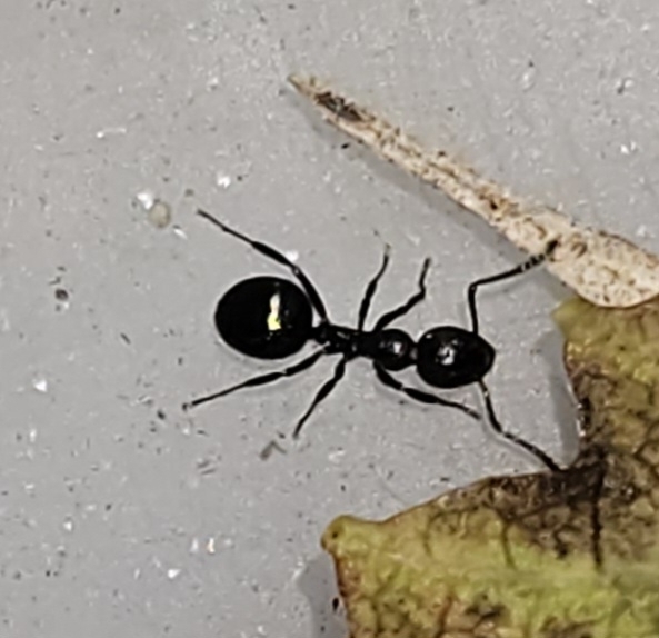 Dolichoderus pustulatus from Buck Township, PA, USA on September 26 ...