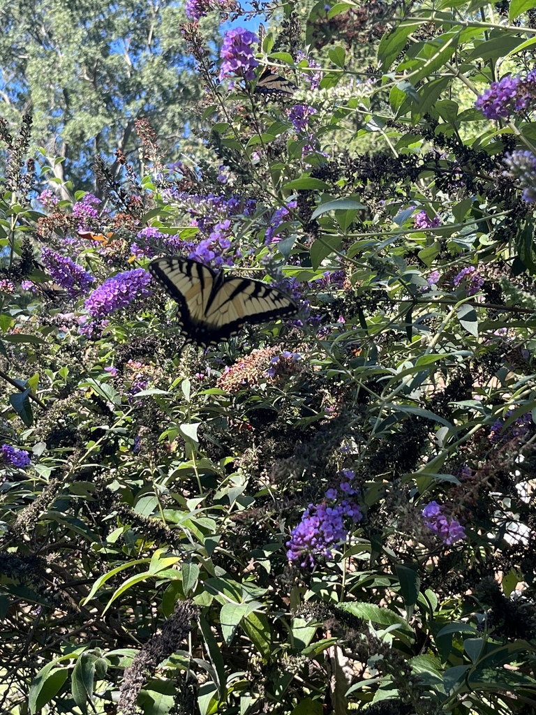 Eastern Tiger Swallowtail from Statesville, NC, USA on September 1 ...