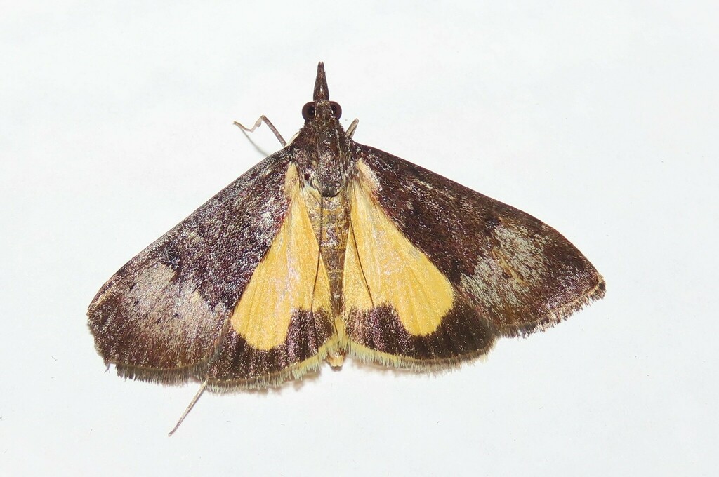 Tree Lucerne Moth from Wallaga Lake NSW 2546, Australia on September 22 ...