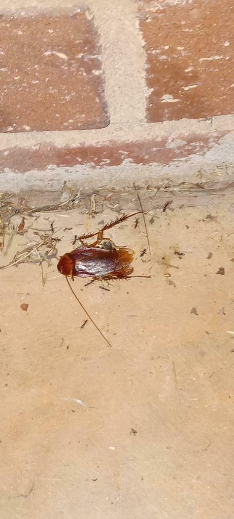 Household Cockroaches from Statesville, NC, USA on August 31, 2023 at ...