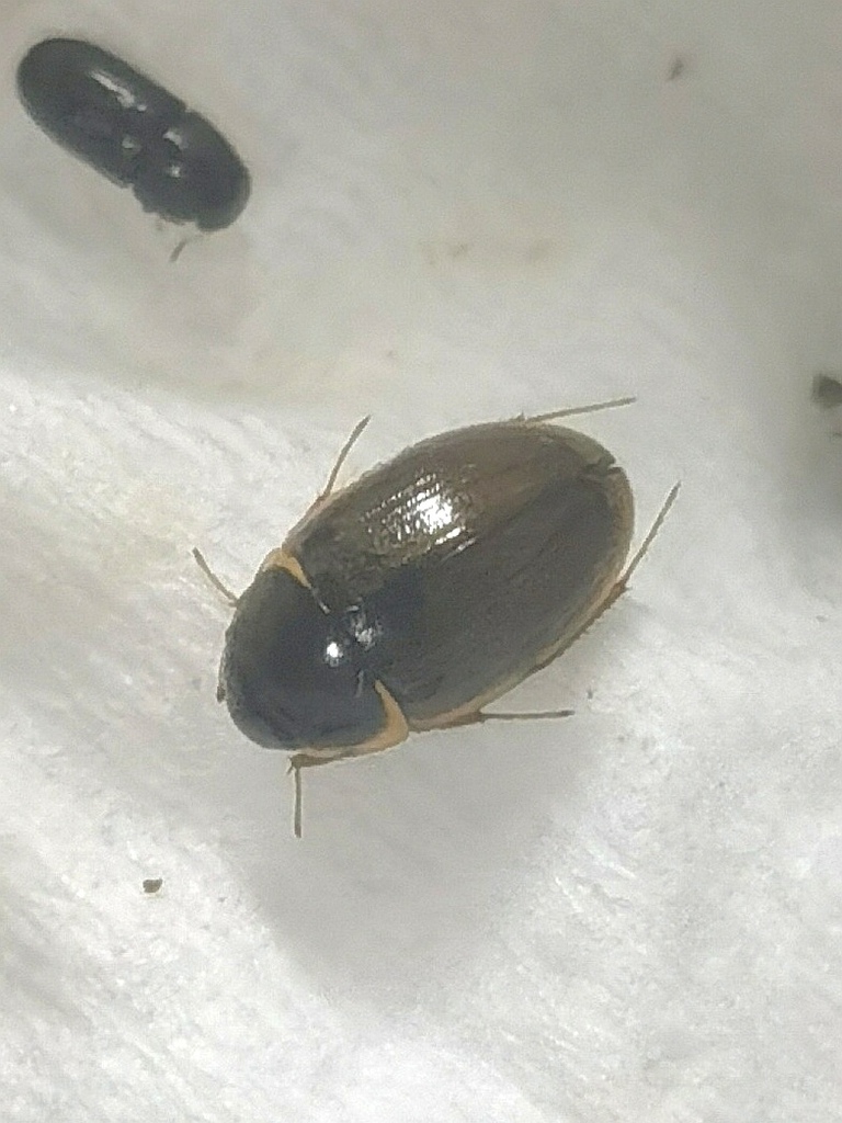 Enochrus simulans from Nanjing, CN-JS, CN on July 3, 2023 at 10:09 PM ...