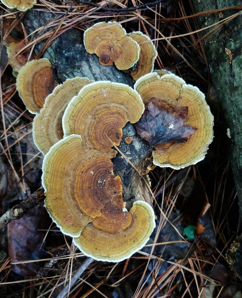 Thin-walled Maze Polypore from Dekalb County, GA, USA on September 15 ...