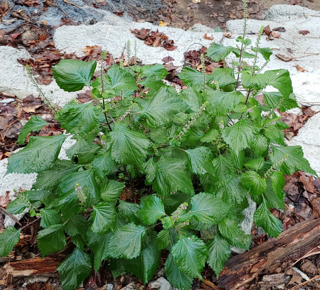 beefsteak plant from DeKalb, Georgia, United States on September 15 ...