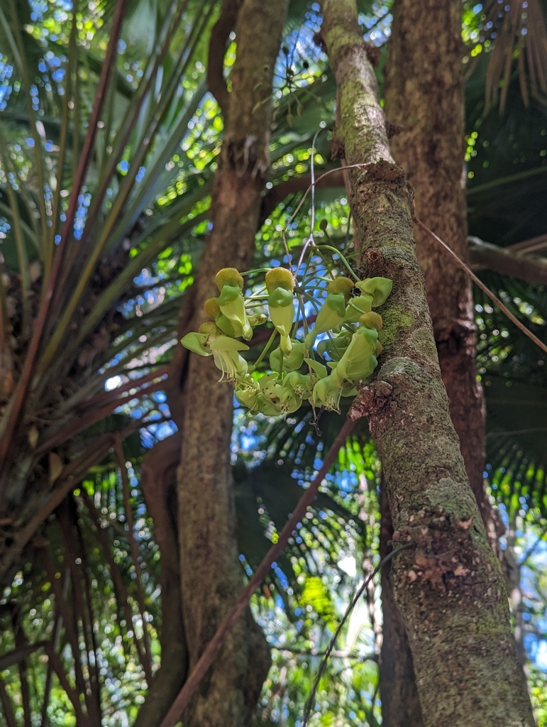 Burny Bean from Meridan Plains QLD 4551, Australia on September 27 ...