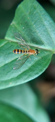 Merosargus akrei · iNaturalist