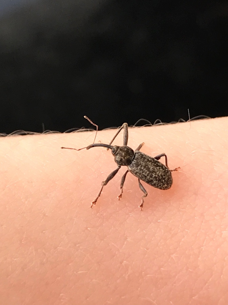 Willow Weevils from Carburn Park, Calgary, AB, CA on September 26, 2023 ...