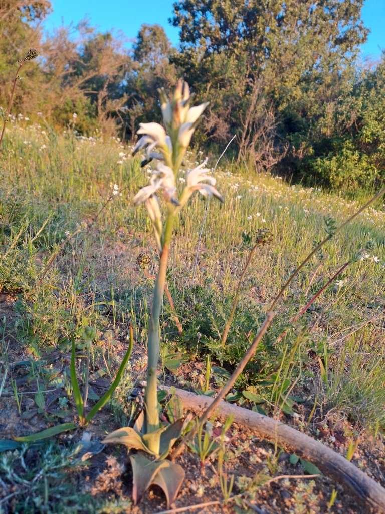 Chloraea multiflora from Quilpué, Valparaíso, Chile on September 24 ...