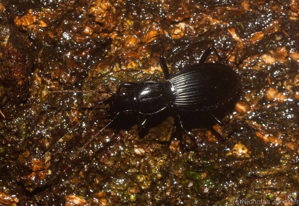 Ground Beetles from Tamborine Mountain QLD 4272, Australia on March 12 ...