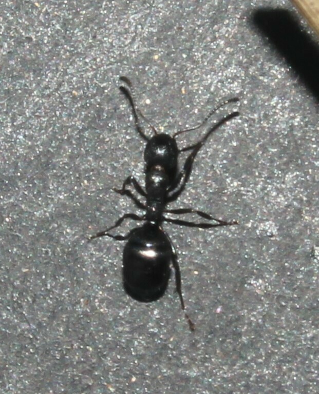 Dolichoderus quadripunctatus from Buck Township, PA, USA on September ...