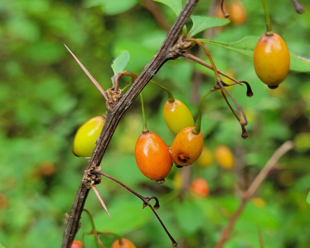 Japanese barberry from Anne Arundel County, MD, USA on September 26 ...