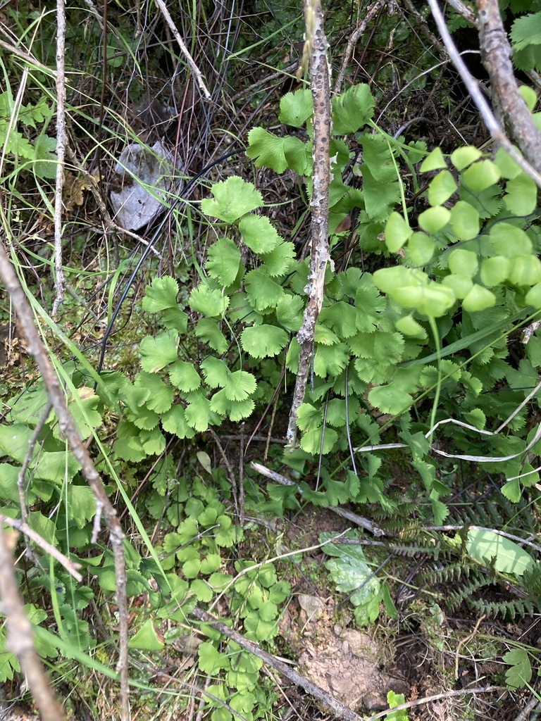 California Maidenhair Fern from Pepperwood Preserve, Santa Rosa, CA ...