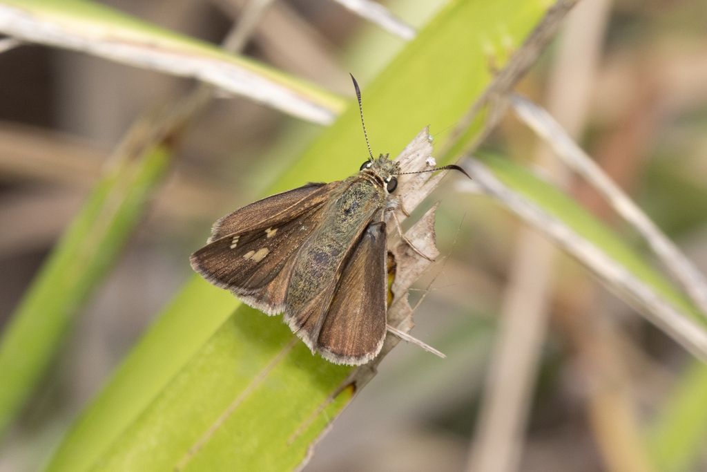 Large Dingy Skipper from Boondall Wetlands Environment Centre on ...