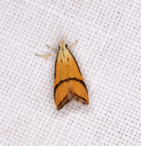 Subfamily Crocanthinae · iNaturalist