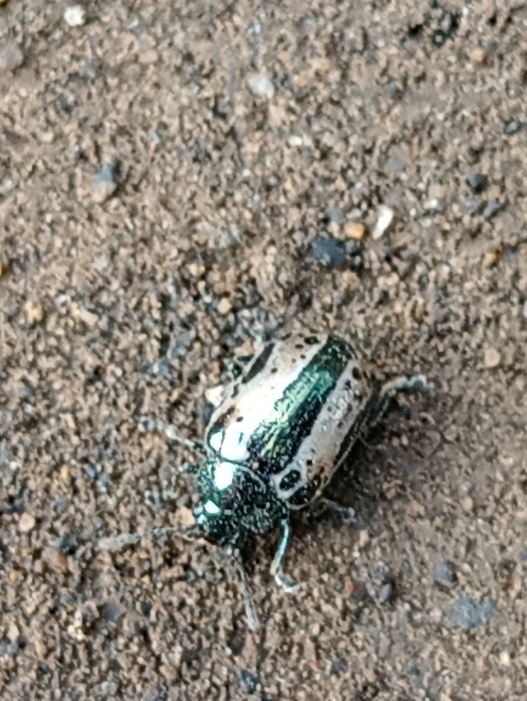 Doryphorina in September 2023 by Anayeli Guzmán Enríquez · iNaturalist