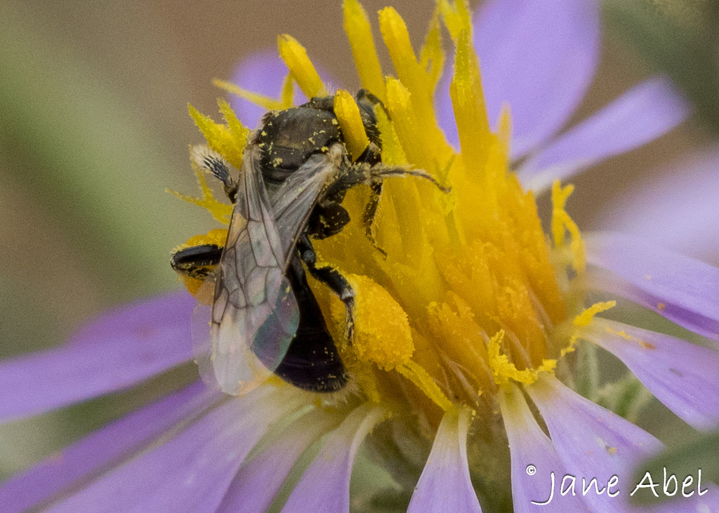 Fairy Bees from Richland, WA, USA on September 24, 2023 at 01:26 PM by ...