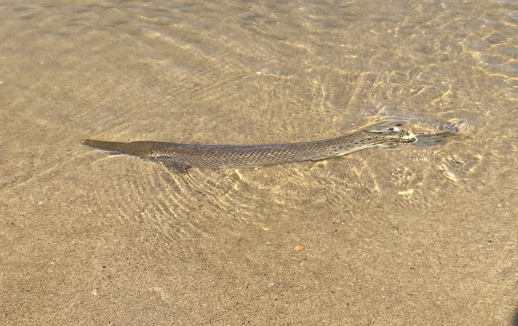 Shortnose Gar from Mississippi River, Drummonds, TN, US on September 10 ...