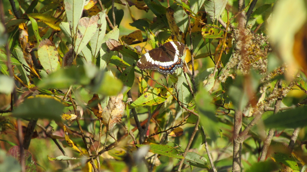 American White Admiral from Northern Bruce Peninsula, ON, CA on ...