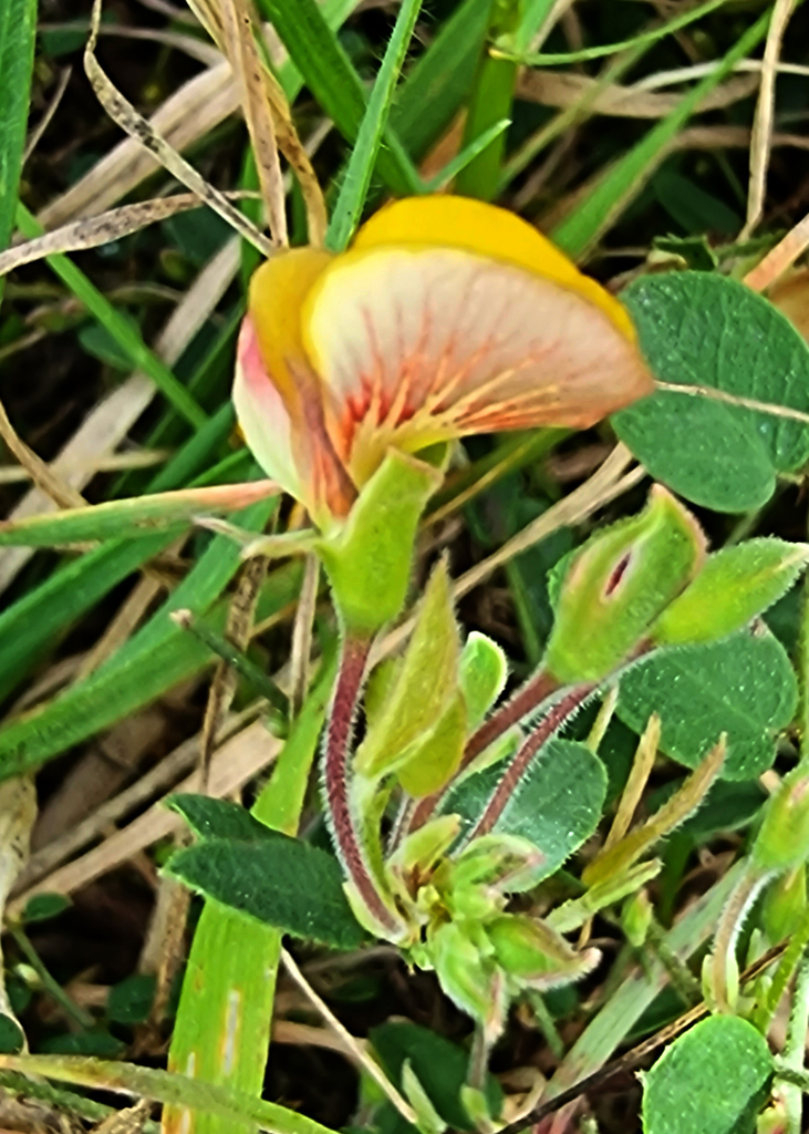 creeping bossiaea from Gordon VIC 3345, Australia on September 27, 2023 ...