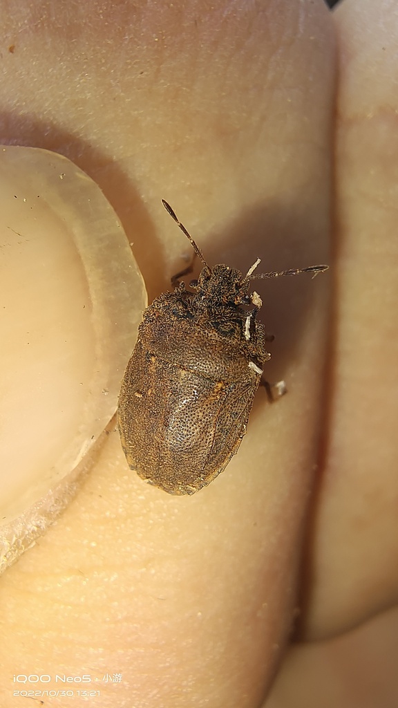 Turtle Bugs from 中国云南省昆明市呈贡区 on October 30, 2022 at 01:21 PM by 游 ...