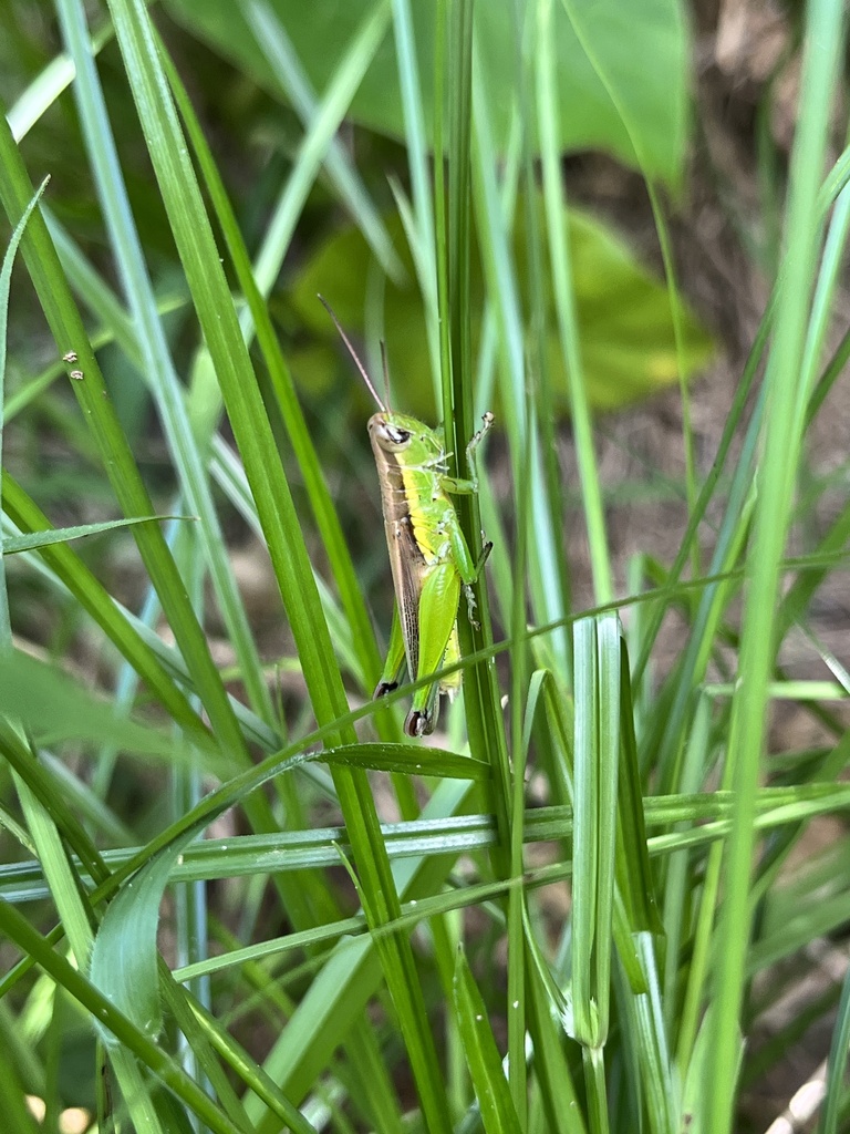 Chinese rice grasshopper in September 2023 by Nakatada Wachi · iNaturalist