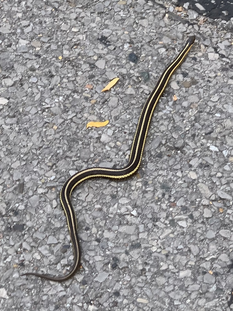 Butler's Garter Snake from Maple St, Wyandotte, MI, US on September 24 ...