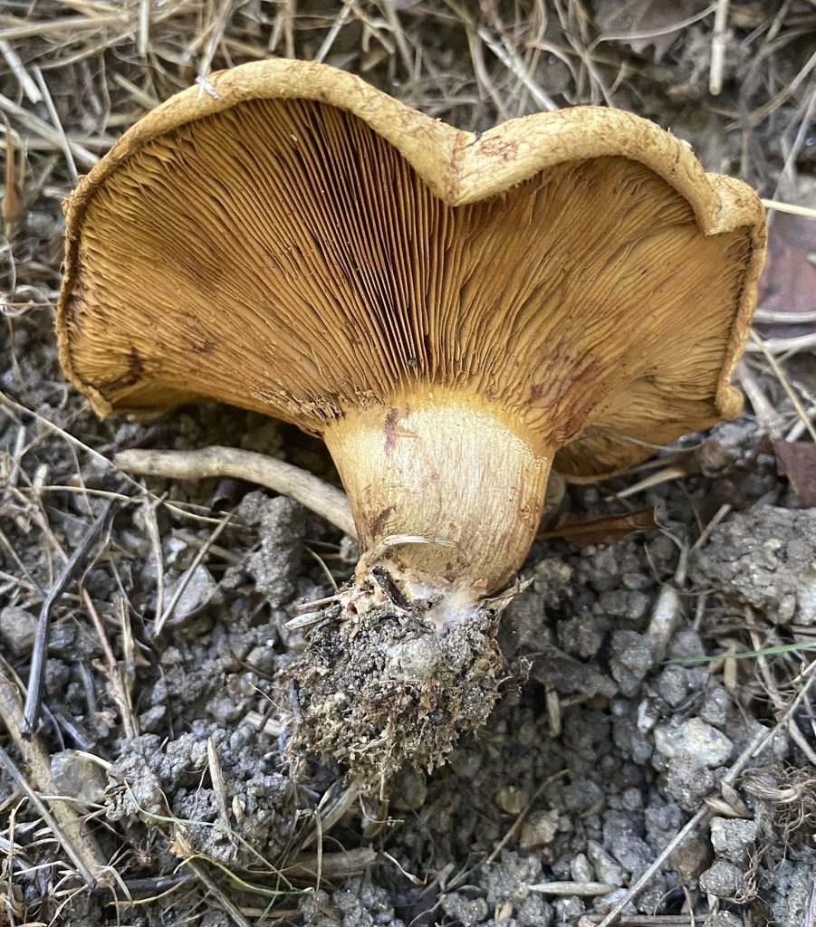 Paxillus ammoniavirescens from Boise, ID, US on September 26, 2023 at ...