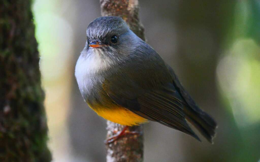 Yellow-bellied Robin from Yate, New Caledonia on August 12, 2023 at 12: ...