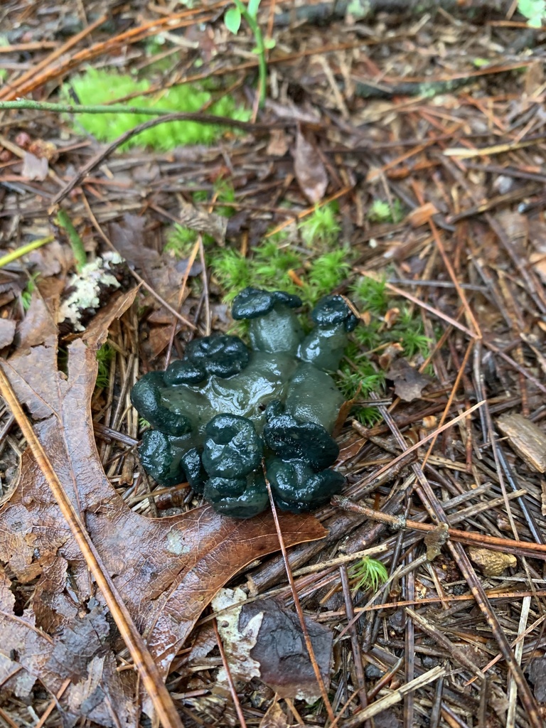 Chicken Lips from Centre County, US-PA, US on September 26, 2023 at 03: ...