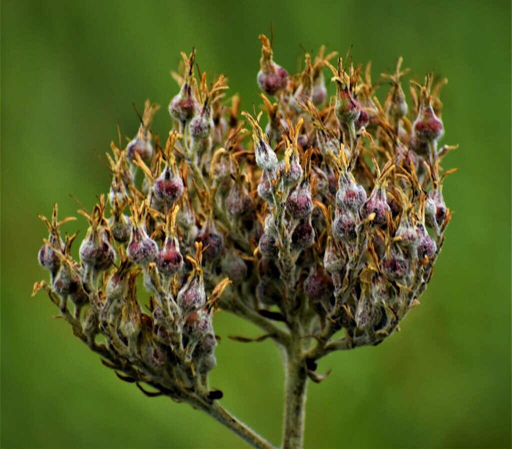 Carolina Redroot from Jupiter, FL, USA on September 26, 2023 at 03:16 ...