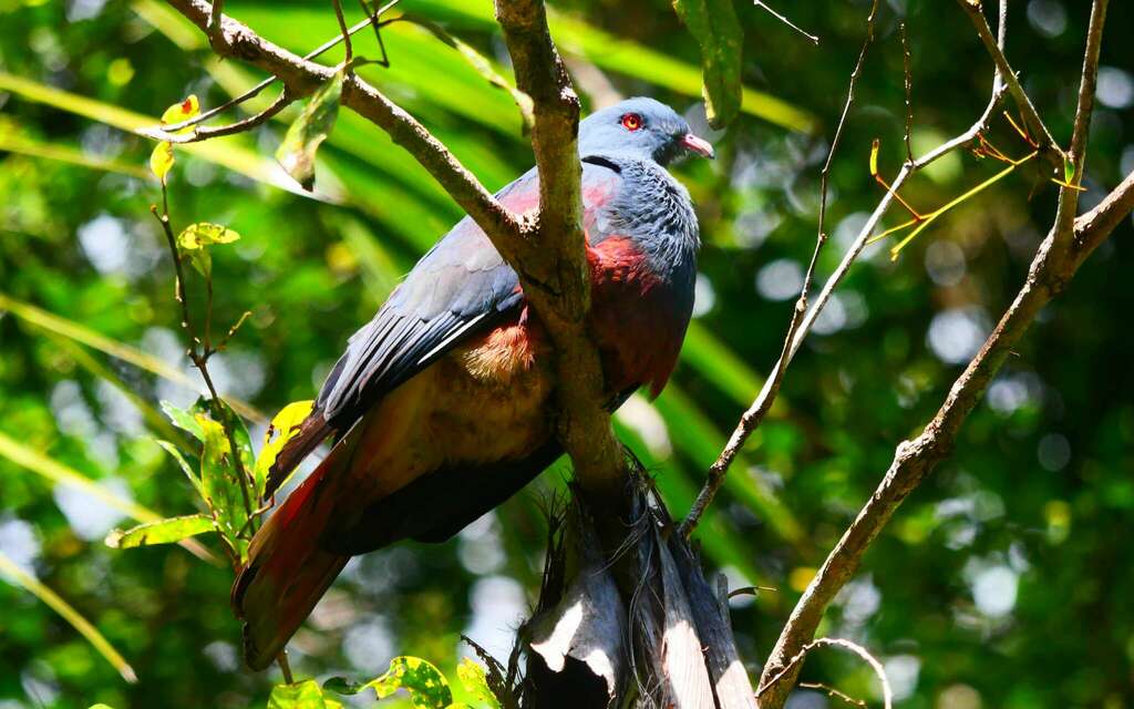 New Caledonian Imperial-Pigeon in August 2023 by Bryce Williamson ...