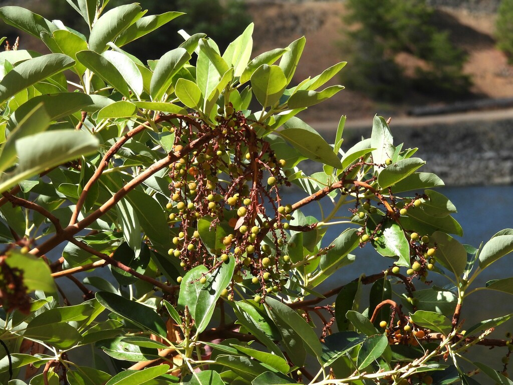 Pacific madrone from San Geronimo Ridge Rd, California, USA on ...