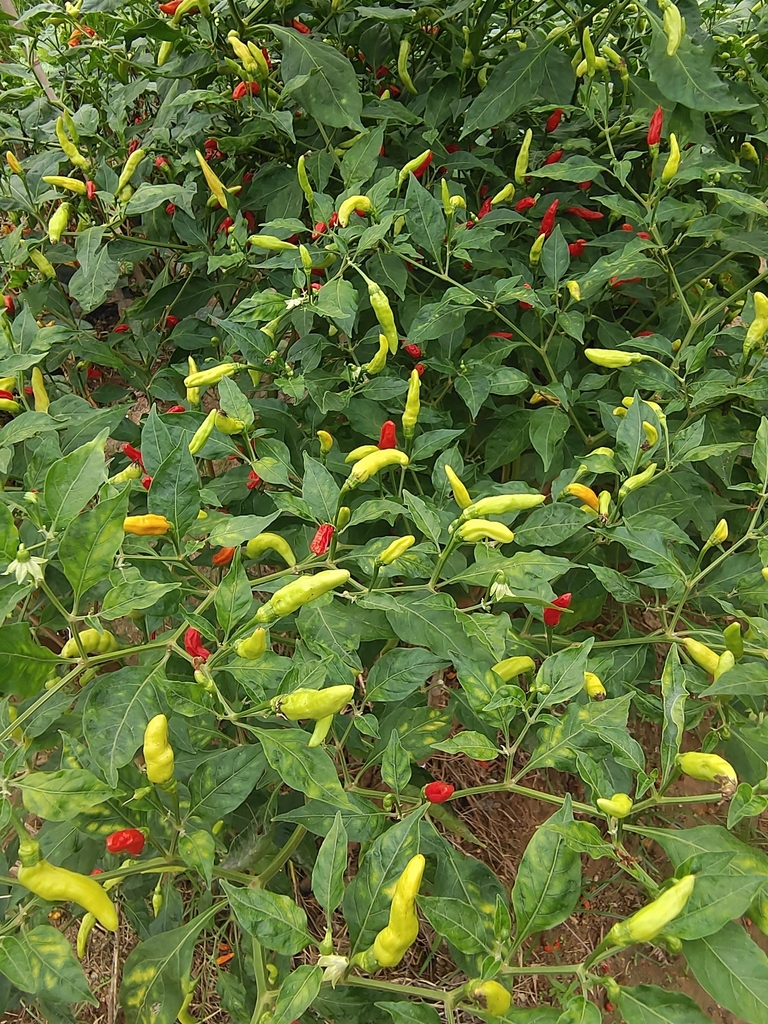 cone peppers from Fuzhou, CN-JX, CN on September 27, 2023 at 07:40 AM ...