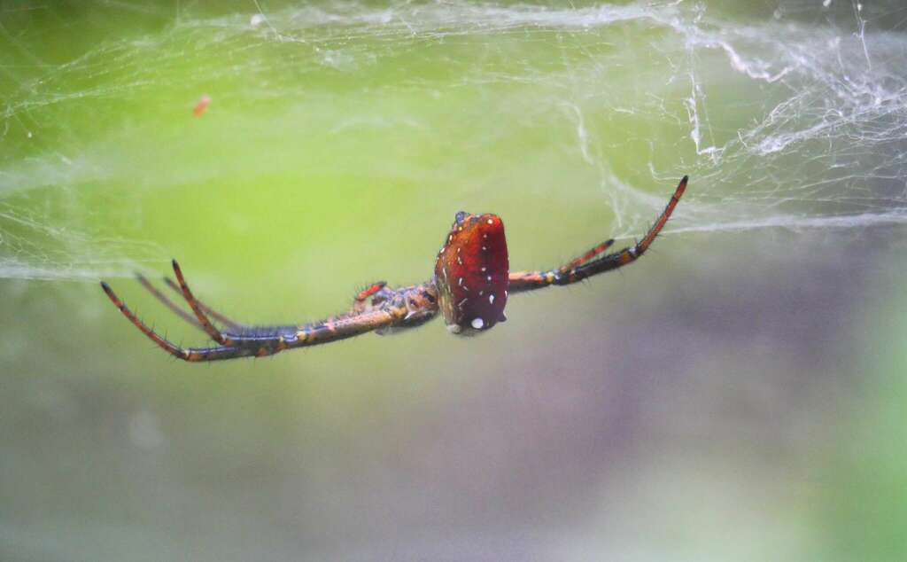 Dome Web Spider from Yate, New Caledonia on August 13, 2023 at 07:48 AM ...