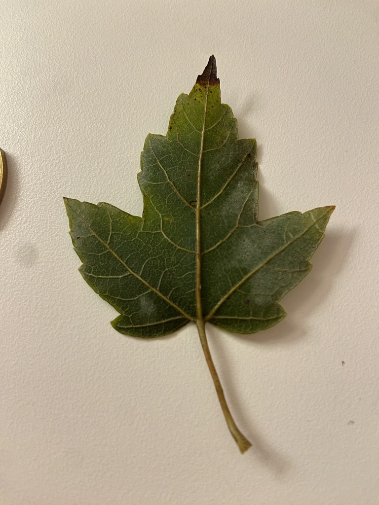 red maple from Batesville, MS 38606, USA on September 26, 2023 at 11:15 ...