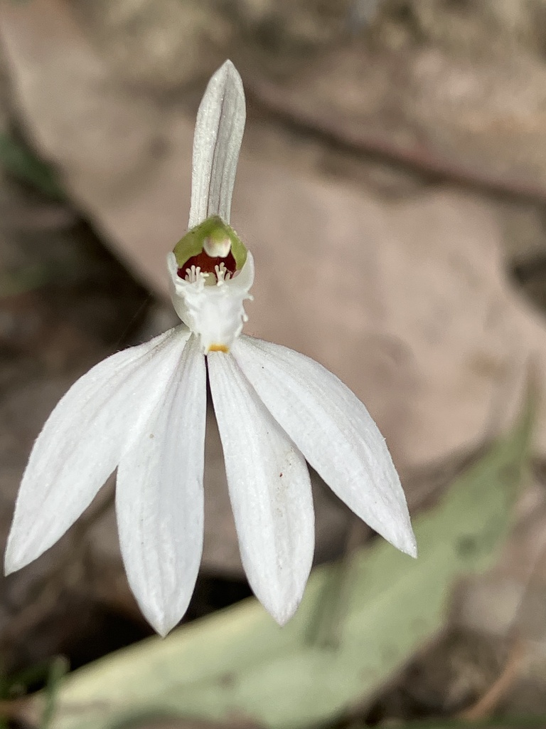 Lady Fingers from Upper Beaconsfield Nature Conservation Reserve, Guys Hill, VIC, AU on ...