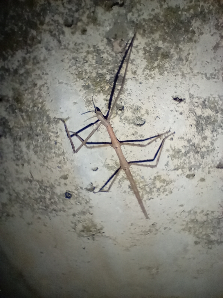 Mediterranean stick insect from 08398 Santa Susanna, Barcelona, Espanya ...