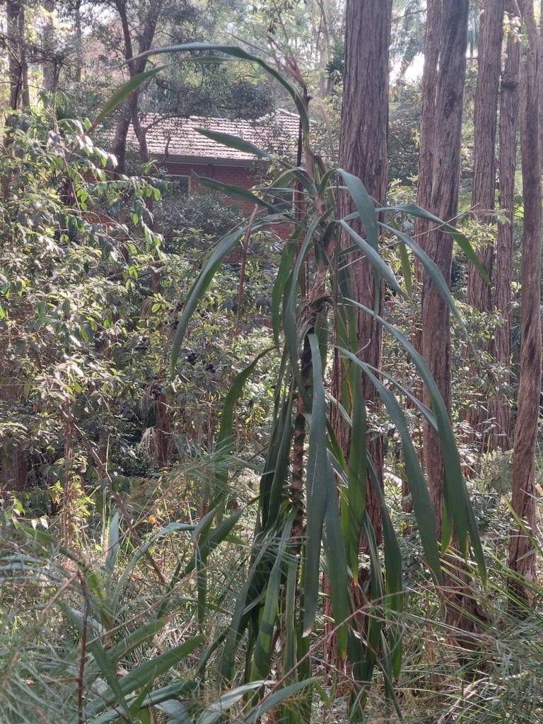 Slender Palm Lily from Pennant Hills NSW 2120, Australia on September 27, 2023 at 02:50 PM by ...