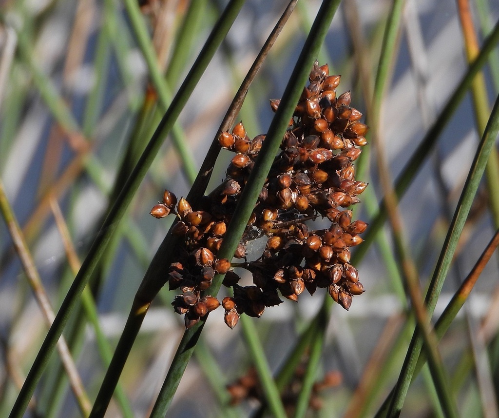 spiny rush from Pont de Gau - Francia on September 26, 2023 at 10:26 AM ...