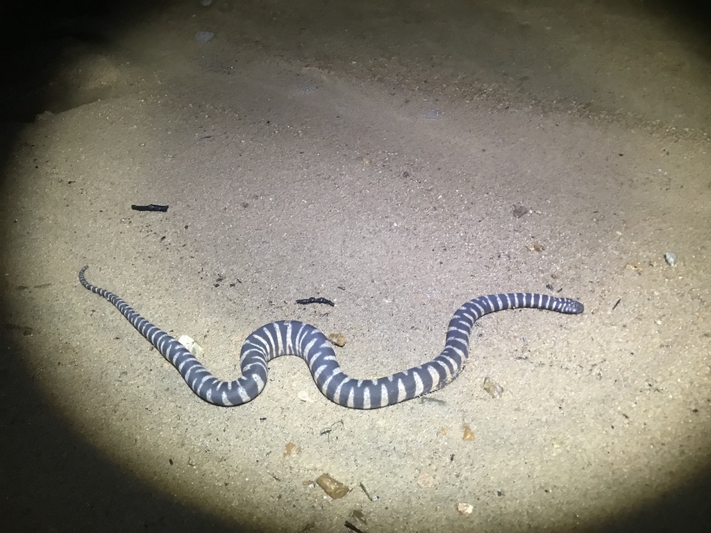 Marine File Snake from Cleveland Bay, South Townsville, QLD, AU on ...