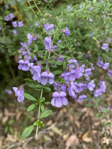 Violet Mint-bush (Prostanthera violacea) · iNaturalist