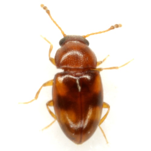 Beautiful Pleasing Fungus Beetle (Toramus pulchellus) · iNaturalist