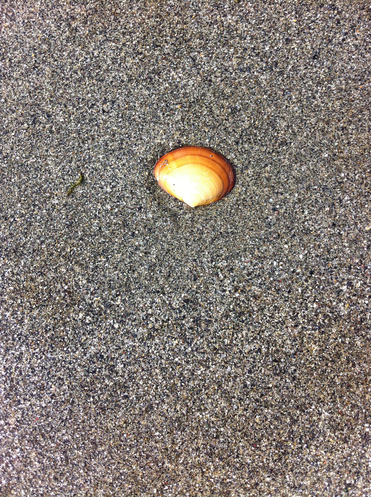 Purple Mahogany Clam (Animals of the Lower Mainland) · iNaturalist